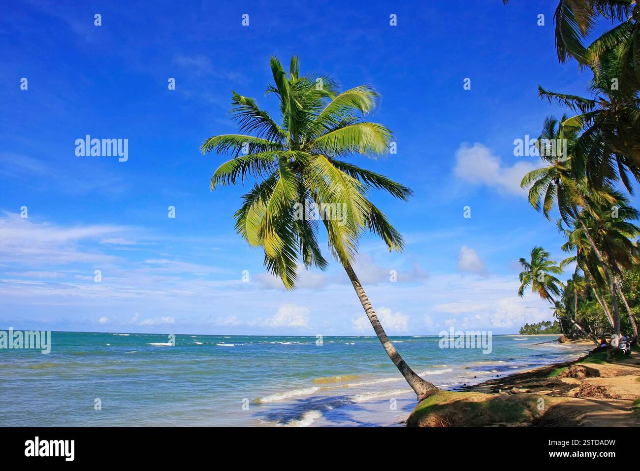 Leaning coconut tree hi-res stock photography and images - Alamy