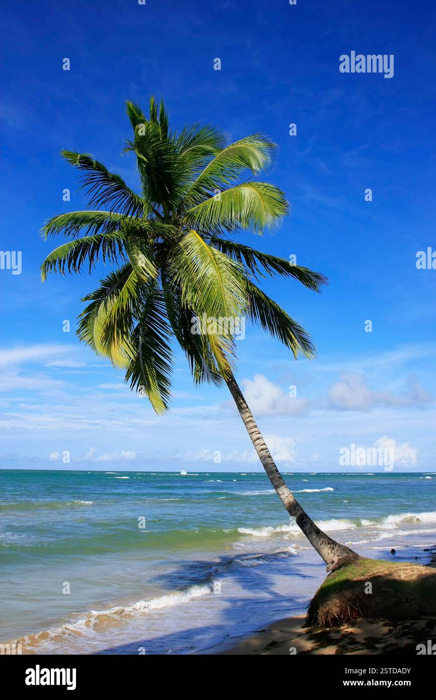 Leaning palm tree at Las Terrenas beach, Samana peninsula, Dominican ...