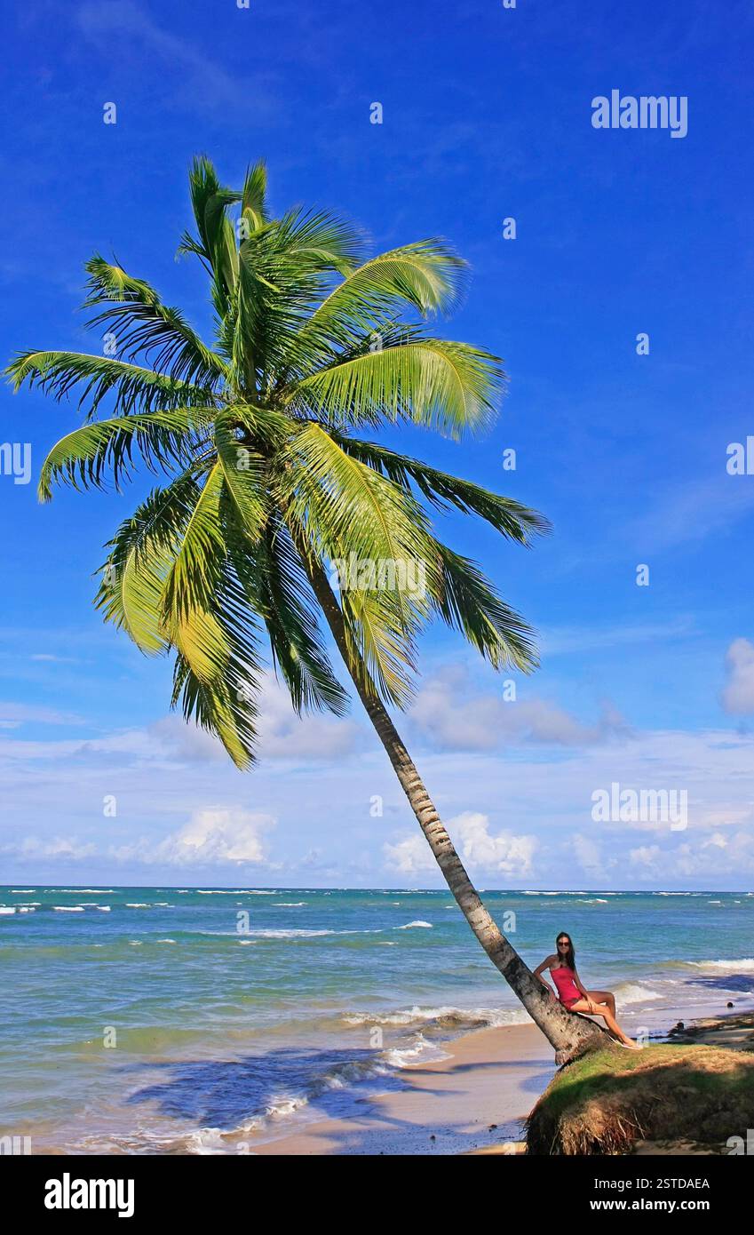 The leaning palm tree hi-res stock photography and images - Alamy