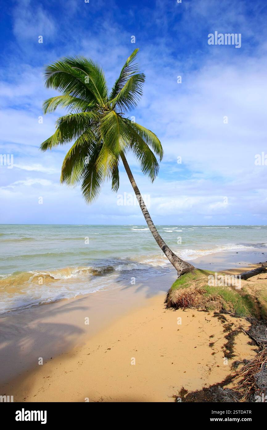 Leaning palm tree at Las Terrenas beach, Samana peninsula, Dominican ...