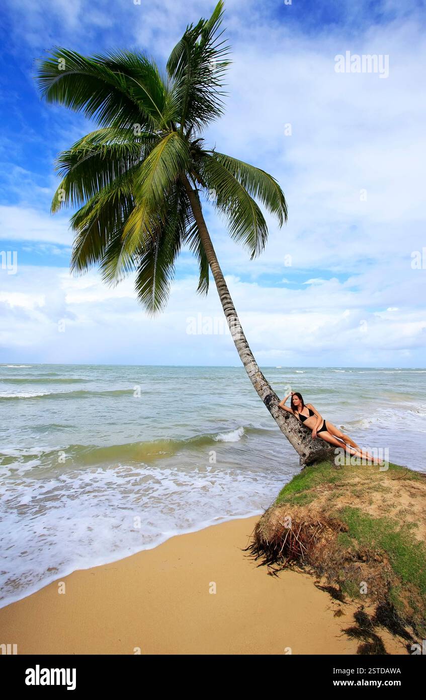 Leaning palm tree at Las Terrenas beach Stock Photo - Alamy