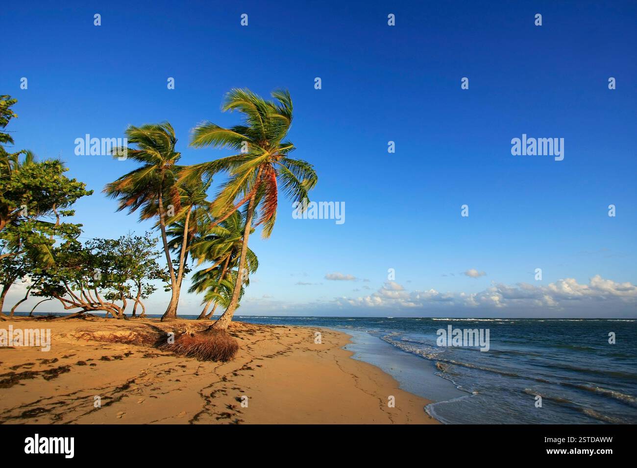 Las Terrenas beach, Samana peninsula, Dominican Republic Stock Photo ...