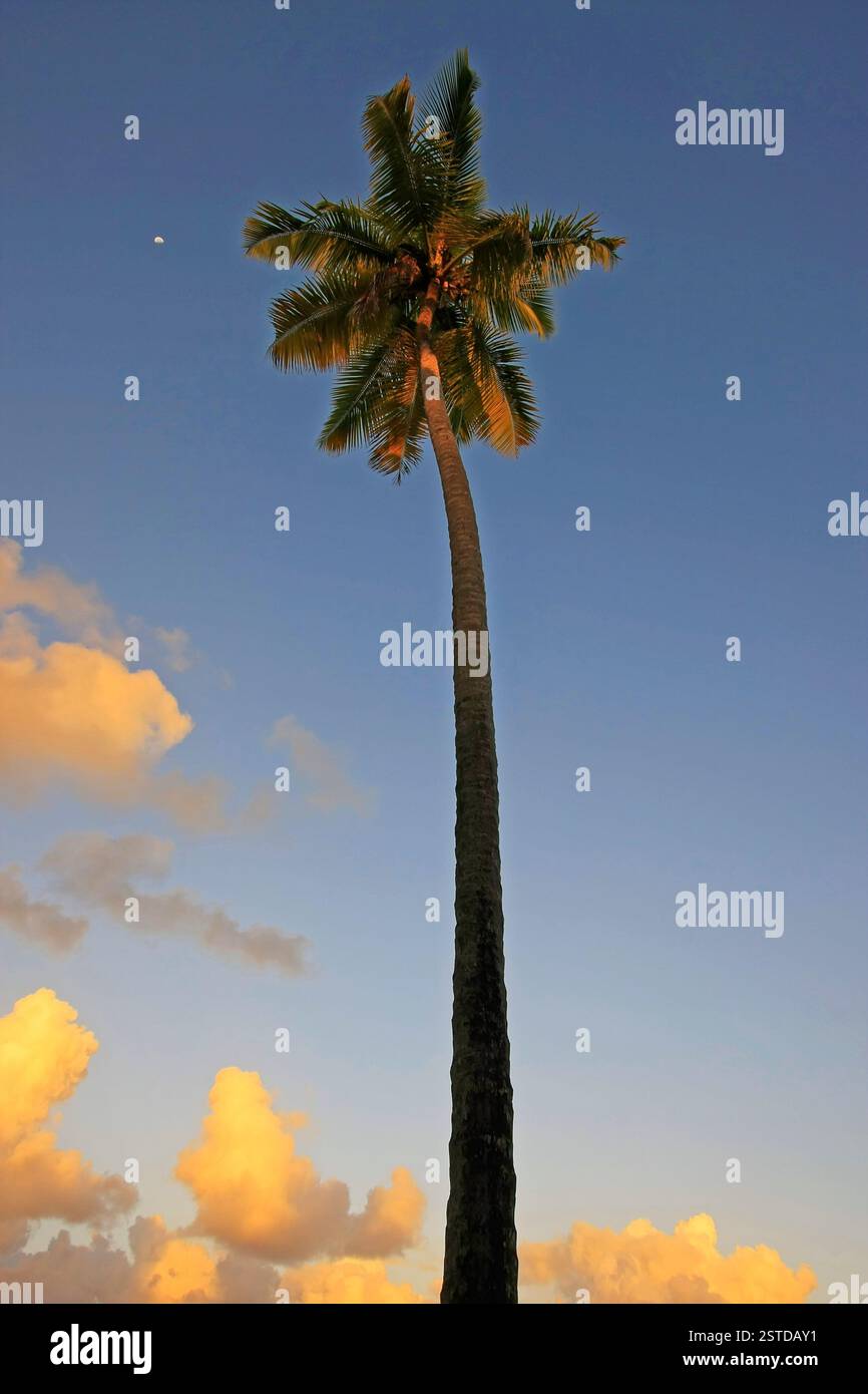 Leaning palm tree at Las Terrenas beach at sunset, Samana peninsula ...