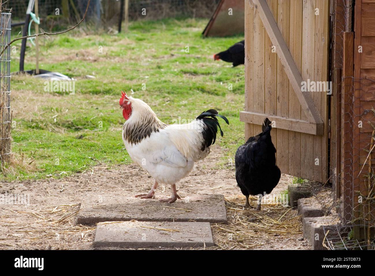 Farmyard chicken - hen Stock Photo - Alamy