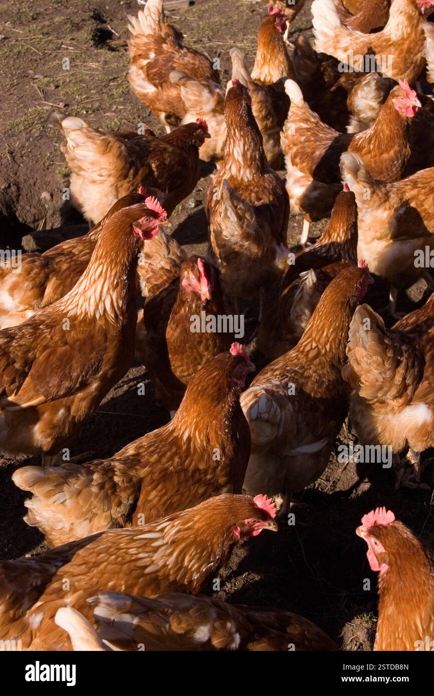 Farmyard chicken - hen Stock Photo - Alamy