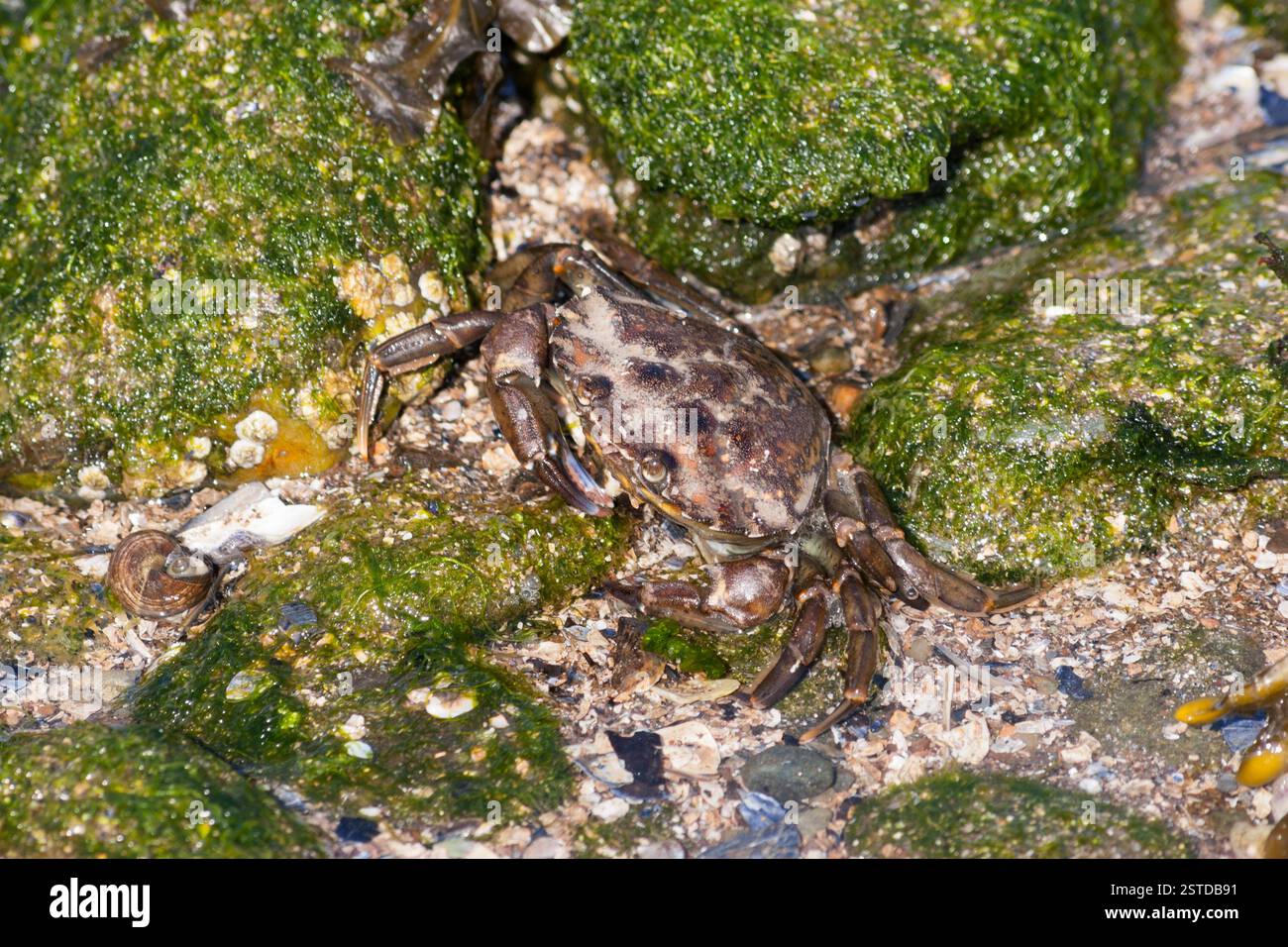 Rockpooling scotland hi-res stock photography and images - Alamy