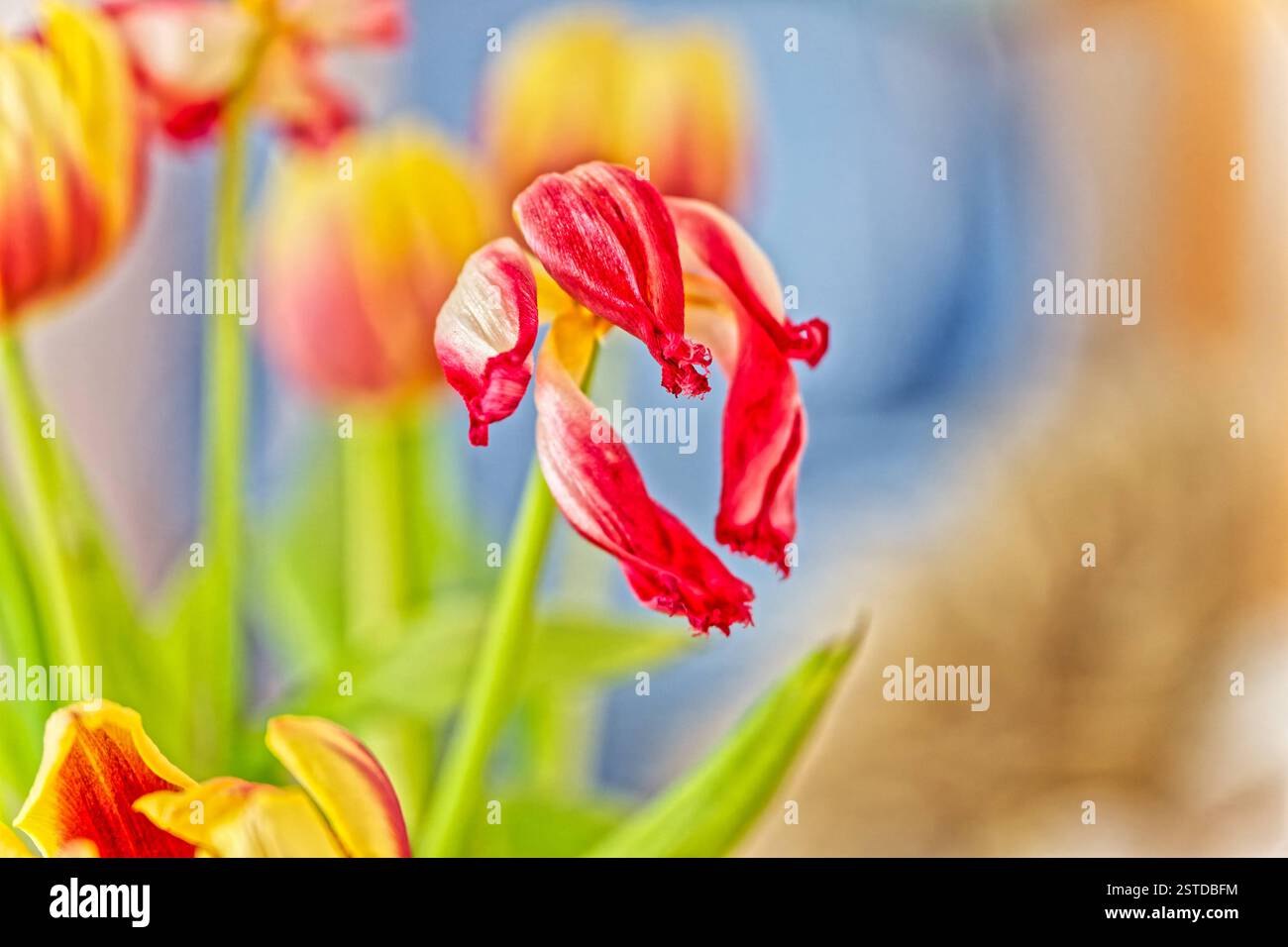 Ende der Blütenpracht. Verwelkte Blüten der Tulpe . München Bayern ...