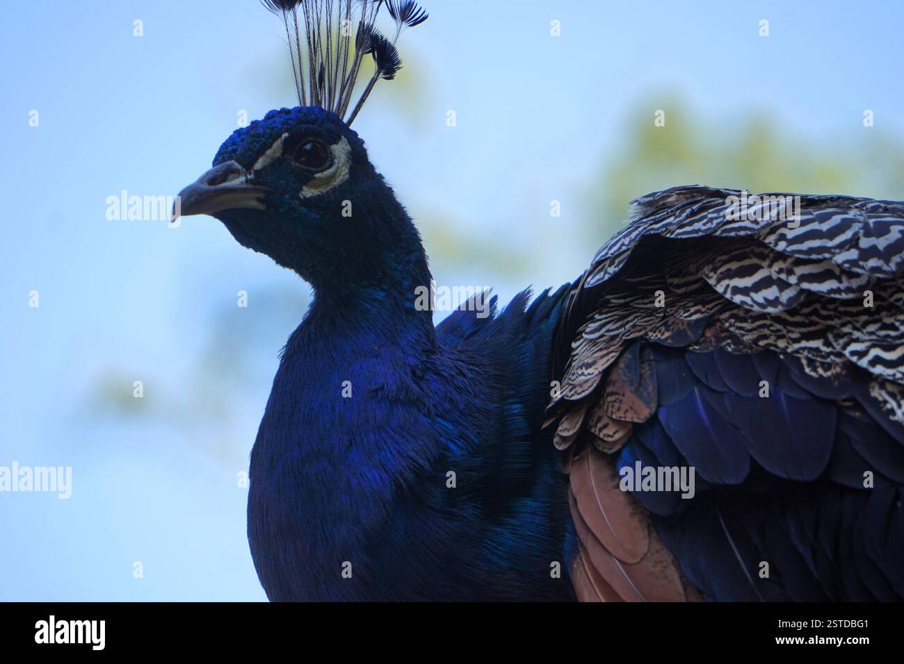 Close up side profile portrait of the head of a male peacock with ...