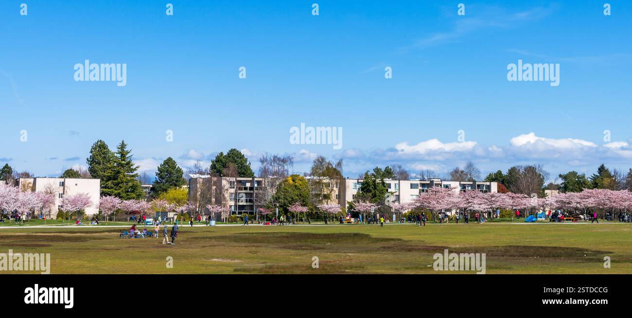 Garry Point Park in springtime. Cherry blossom flowers in full bloom ...