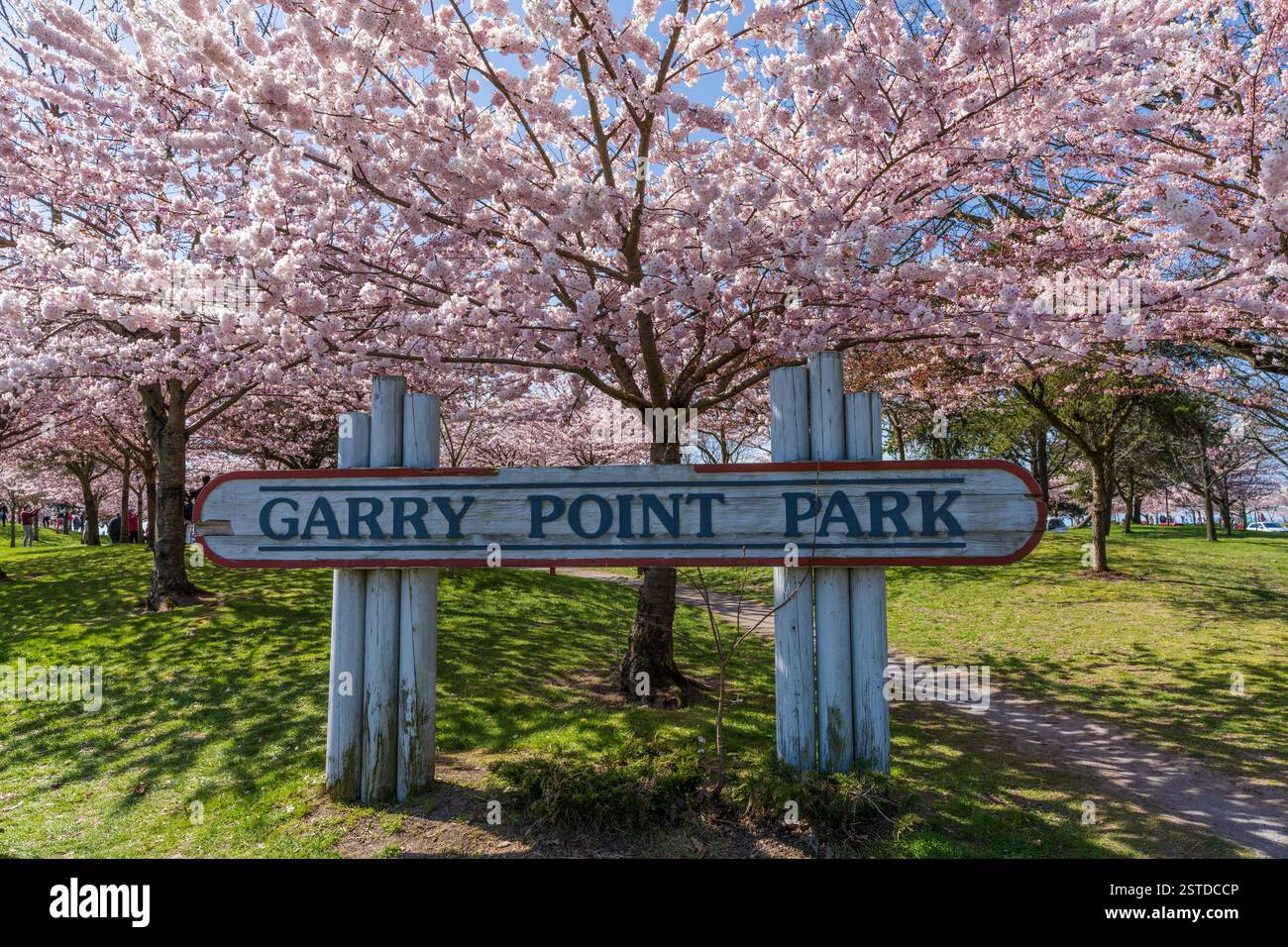 Garry Point Park in springtime. Cherry blossom flowers in full bloom ...