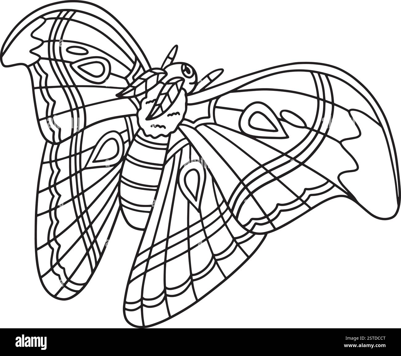 Insect Atlas Moth Animal Isolated Coloring Page Stock Vector Image ...