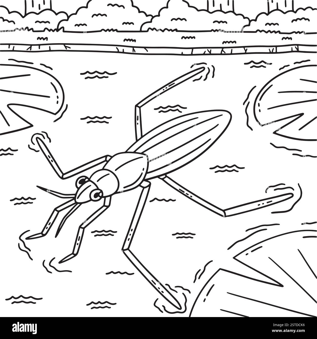 Insect Water Striders Animal Coloring Page Stock Vector Image & Art - Alamy