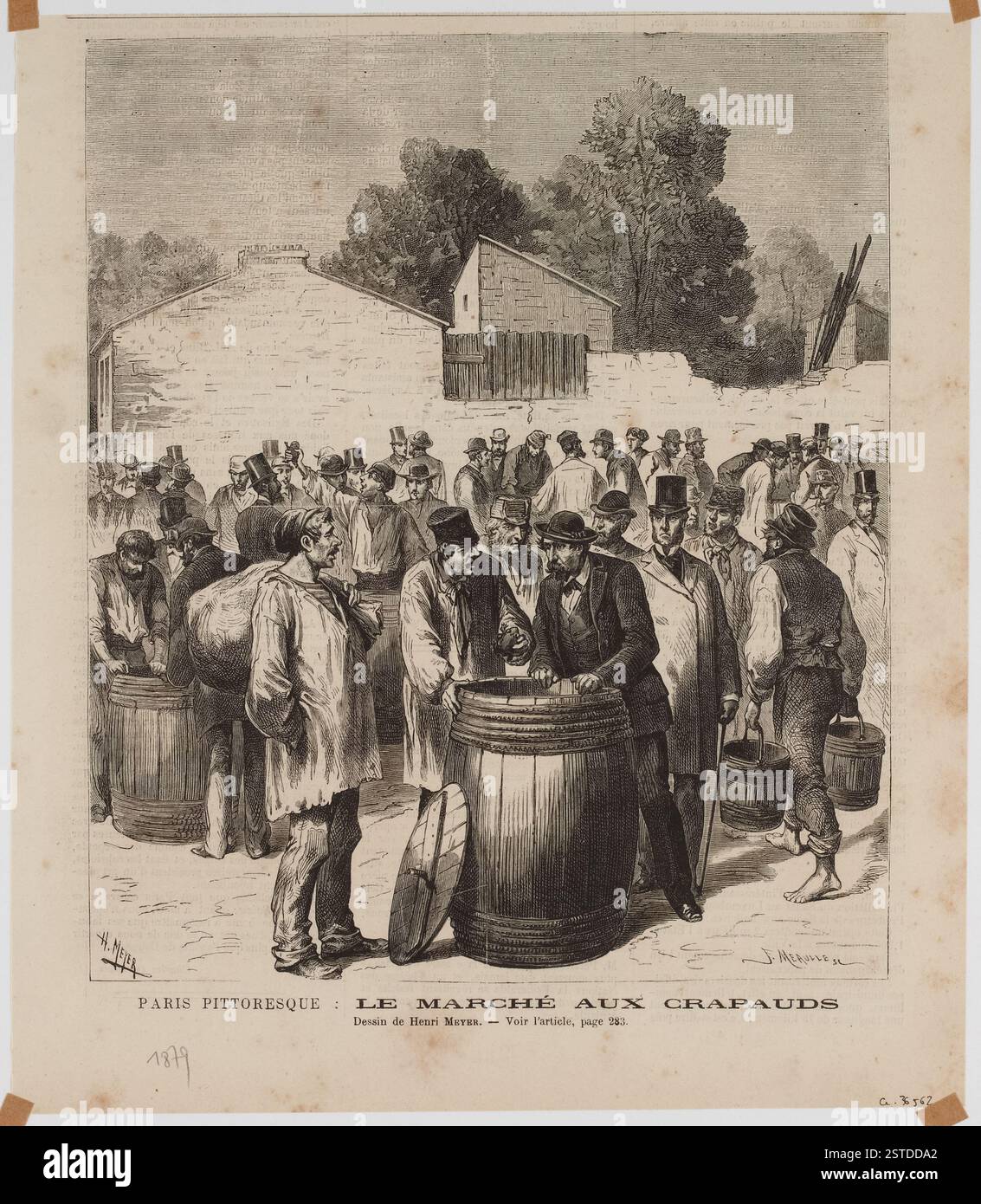 Mustache toad hi-res stock photography and images - Alamy