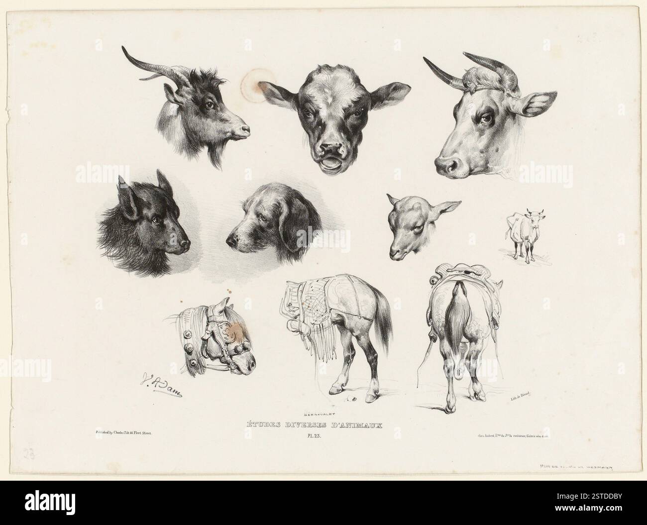 A collection of animal studies features the heads of a goat, cattle ...