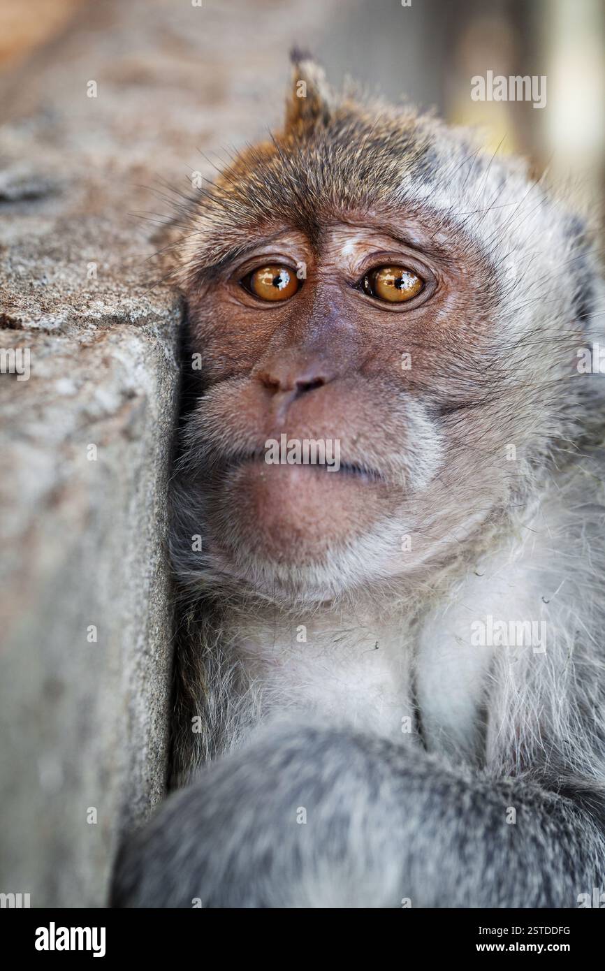 Portrait of a sad monkey - crab-eating macaque Stock Photo - Alamy