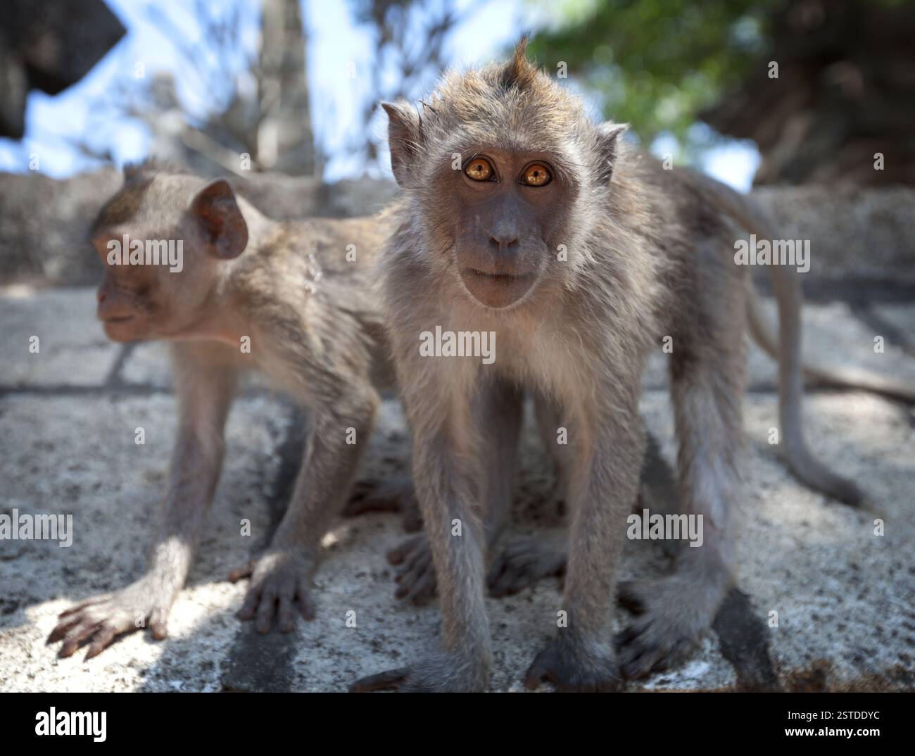A pair of young monkeys - crab-eating macaque or the long-tailed ...