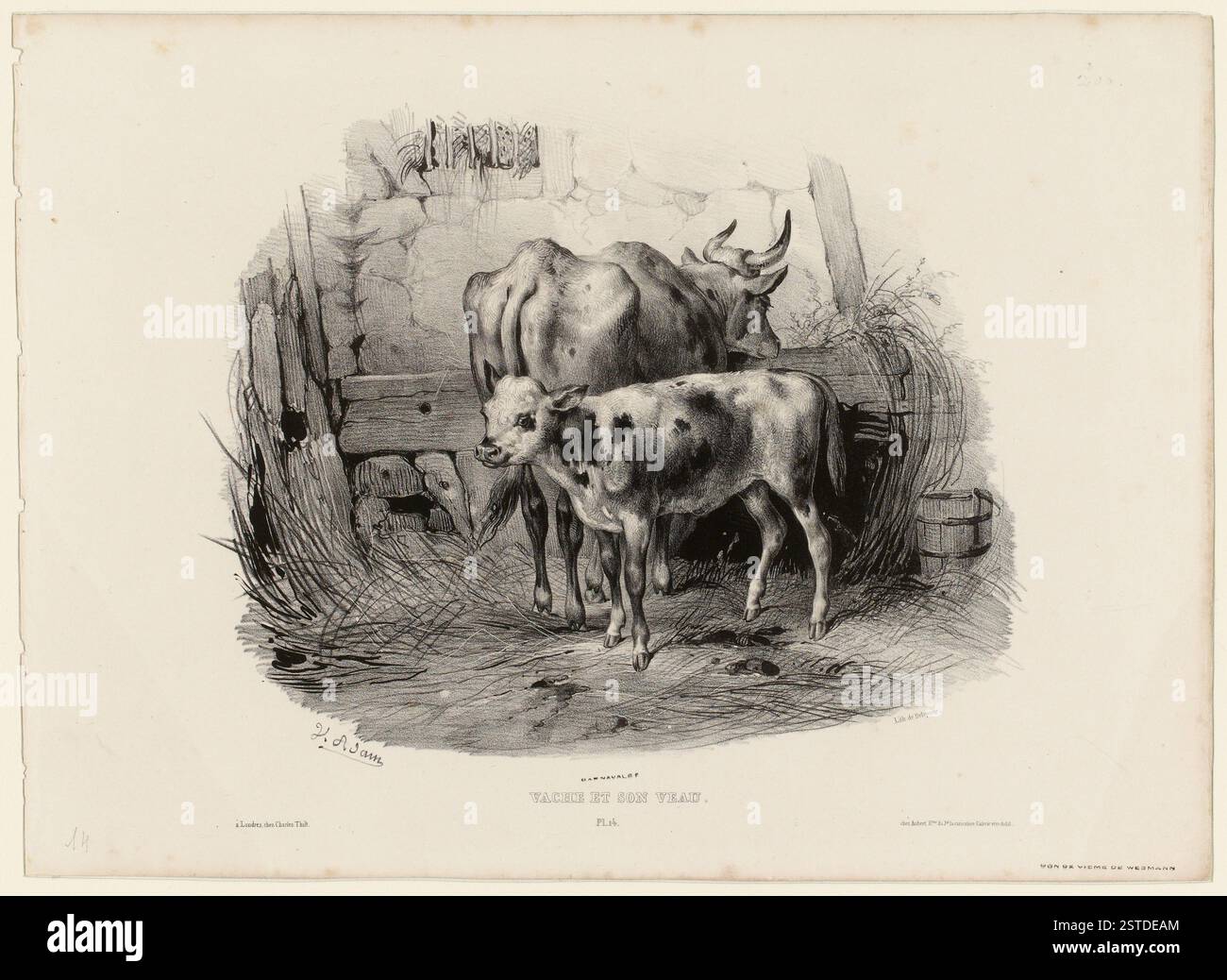 A cow and its calf rest in a stable, showcasing a calm farm scene with ...
