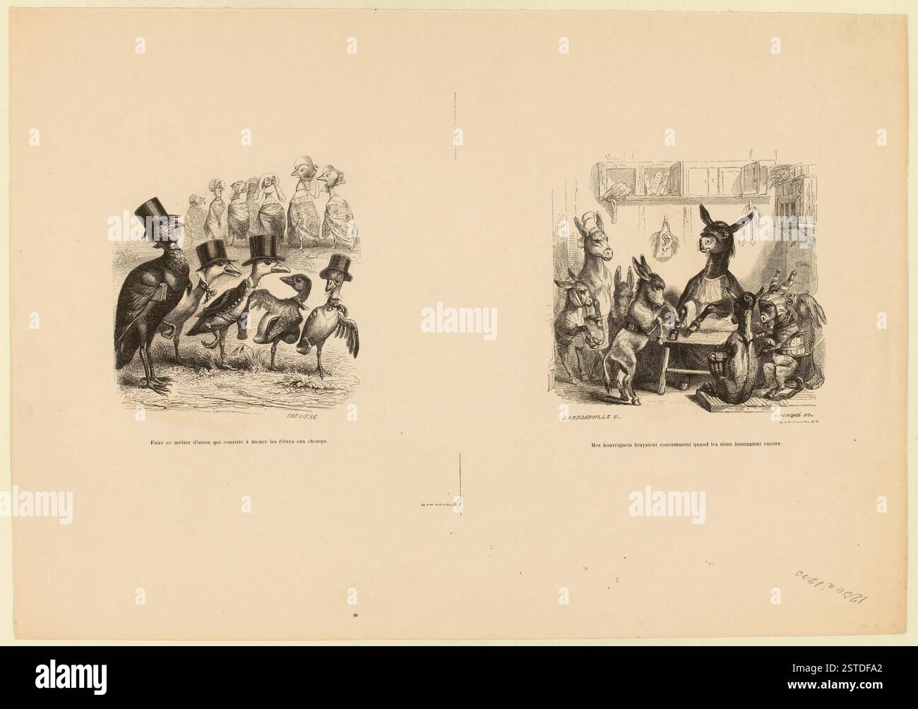 A caricature illustrating two vignettes: one showing a young goose with ...