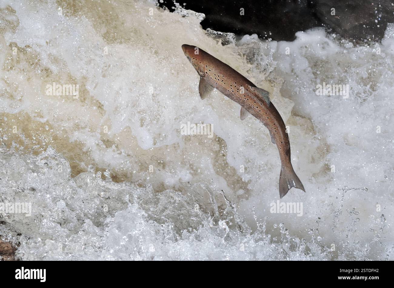 Atlantic Salmon (Salmo salar) acending waterfall to reach spawning beds ...
