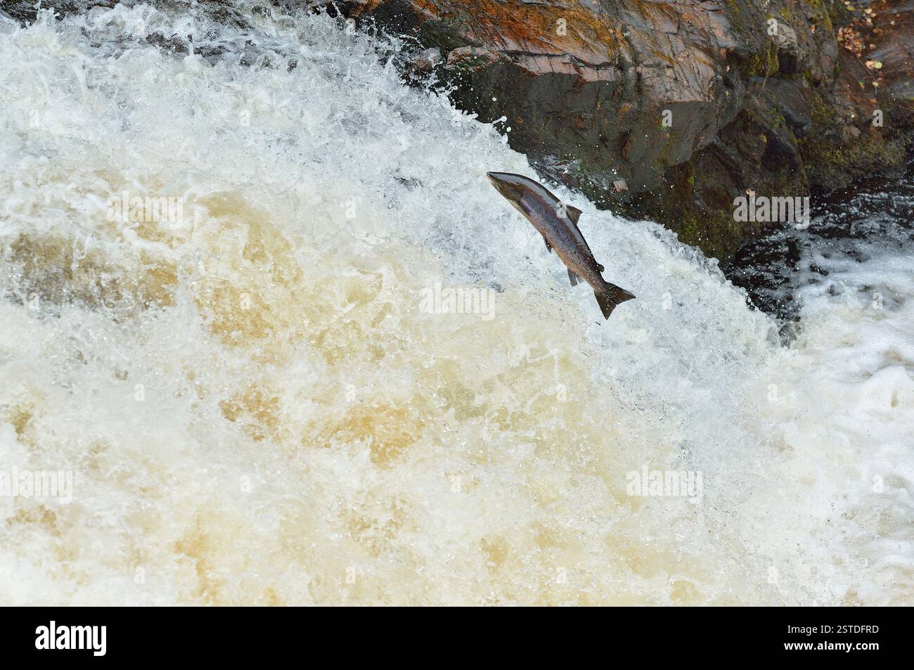 Atlantic Salmon (Salmo salar) leaping up waterfall on spawning river in ...