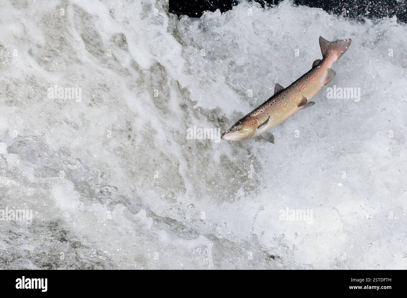 Atlantic Salmon (Salmo salar) acending waterfall to reach spawning beds ...
