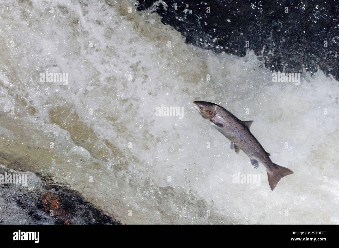 Atlantic Salmon (Salmo salar) acending waterfall to reach spawning beds ...