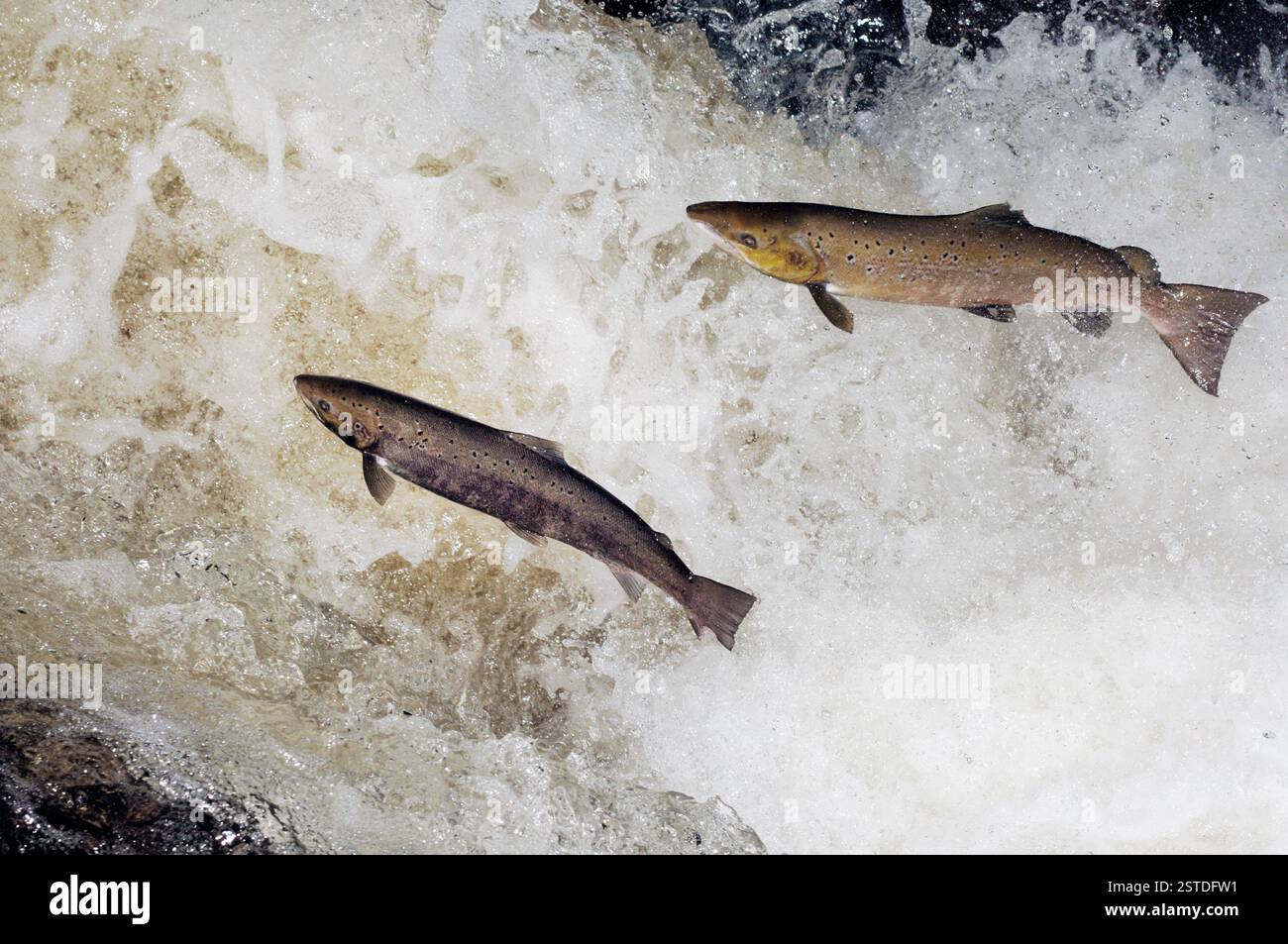 Atlantic Salmon (Salmo salar) two fish acending waterfall to reach spawning beds, River Almond ...