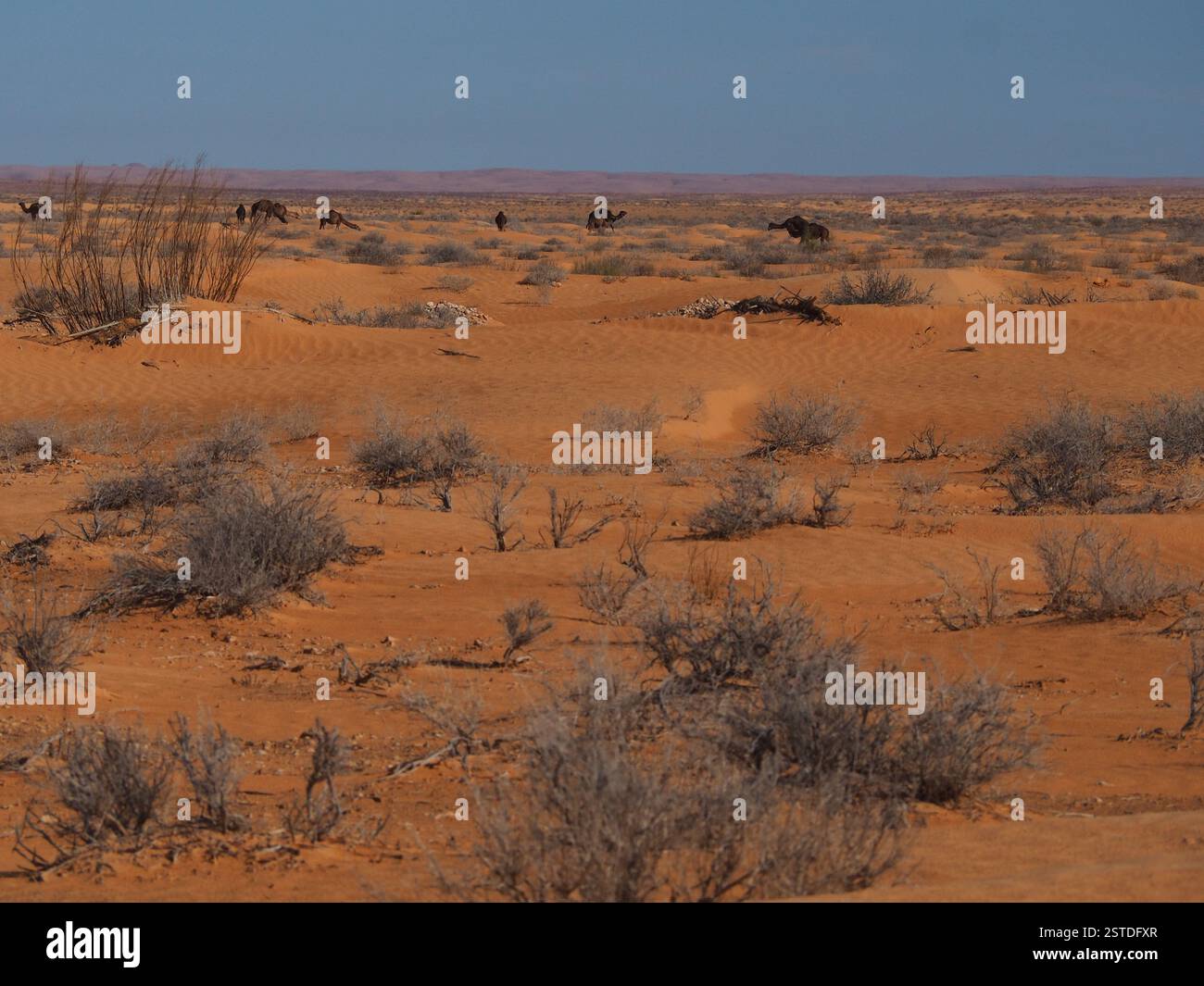 Wild camels grazing freely in the sands of the Sahara Desert in Tunisia ...