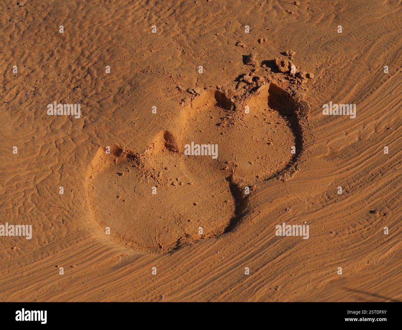 Detail of two wild camel tracks imprinted in the orange sand of the ...