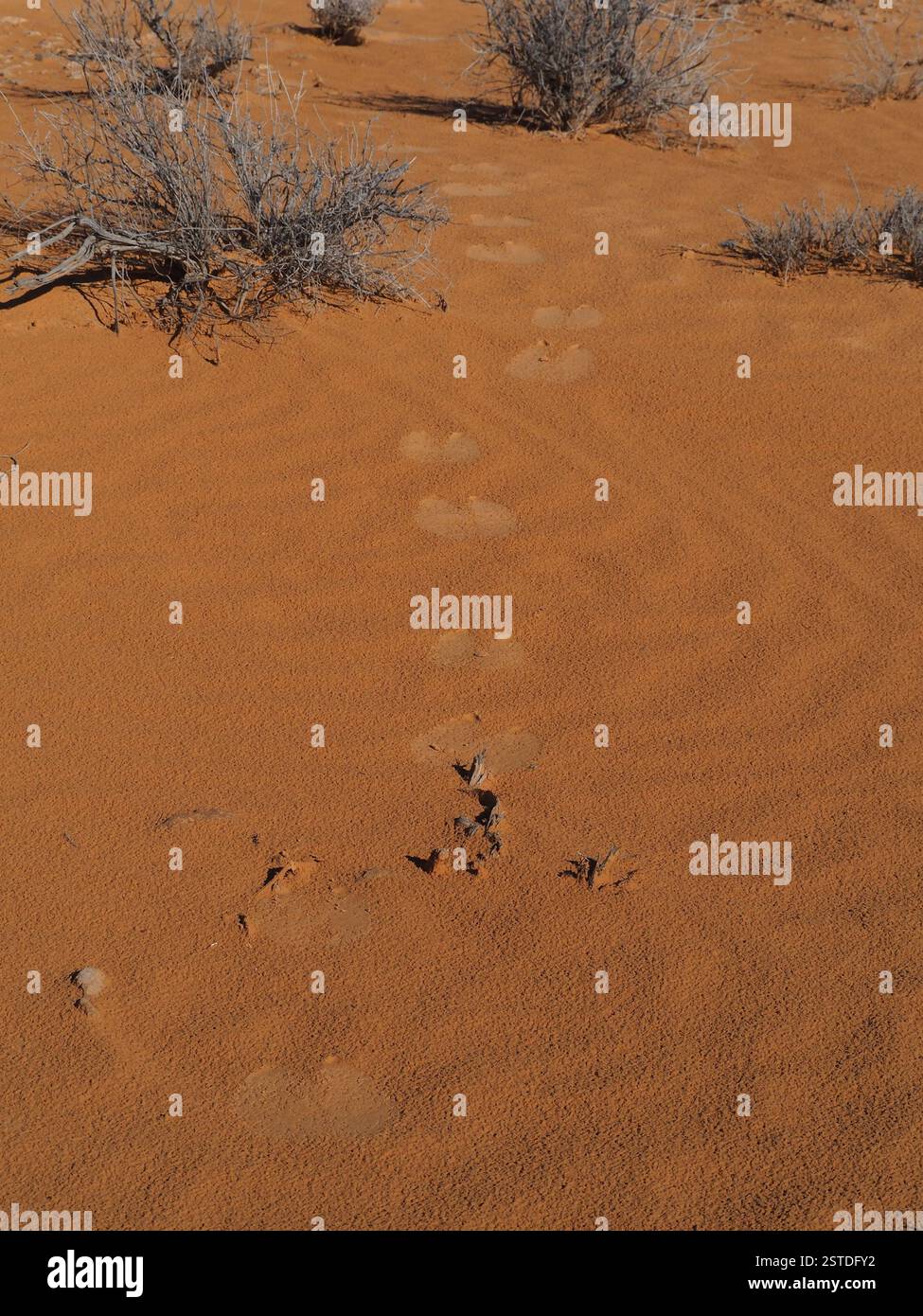A row of camel tracks in the orange sand of the Sahara Desert Stock ...