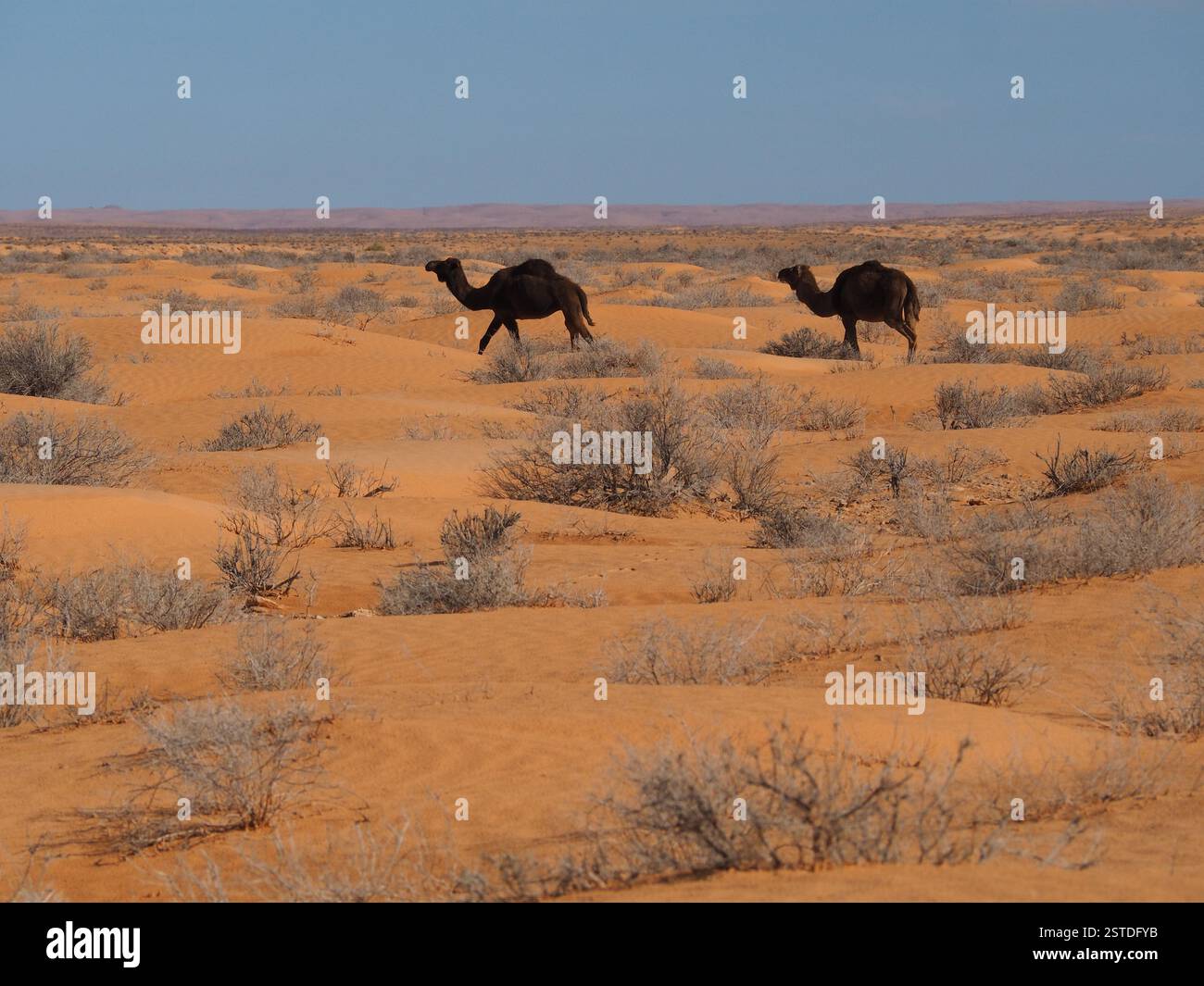 Two running camels in the orange sand of the Sahara desert Stock Photo ...