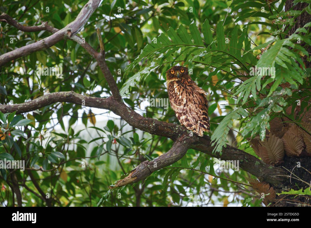 Asian brown owl hi-res stock photography and images - Alamy