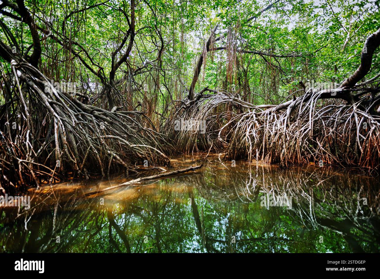 Mangroves in the delta of the tropical river. Sri Lanka Stock Photo - Alamy