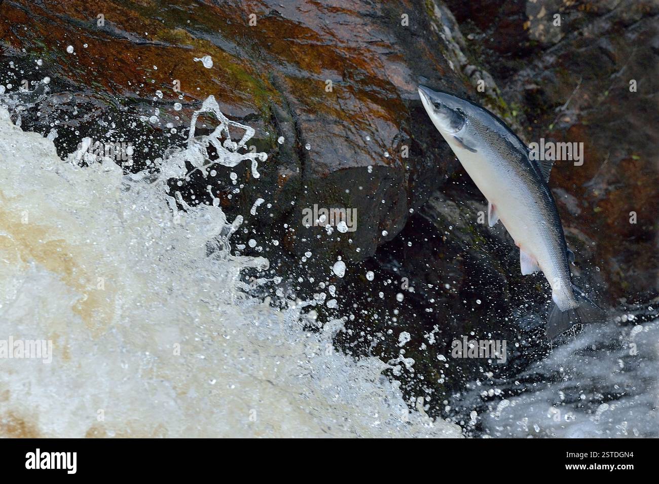 Atlantic Salmon (Salmo salar) leaping up waterfall whilst migrating to ...