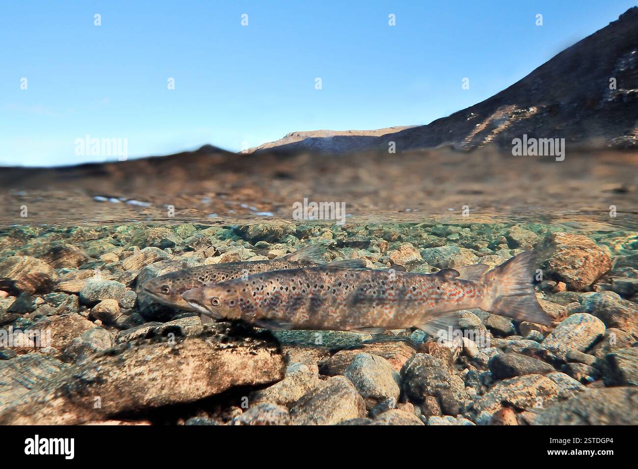 Preparing to spawn hi-res stock photography and images - Alamy