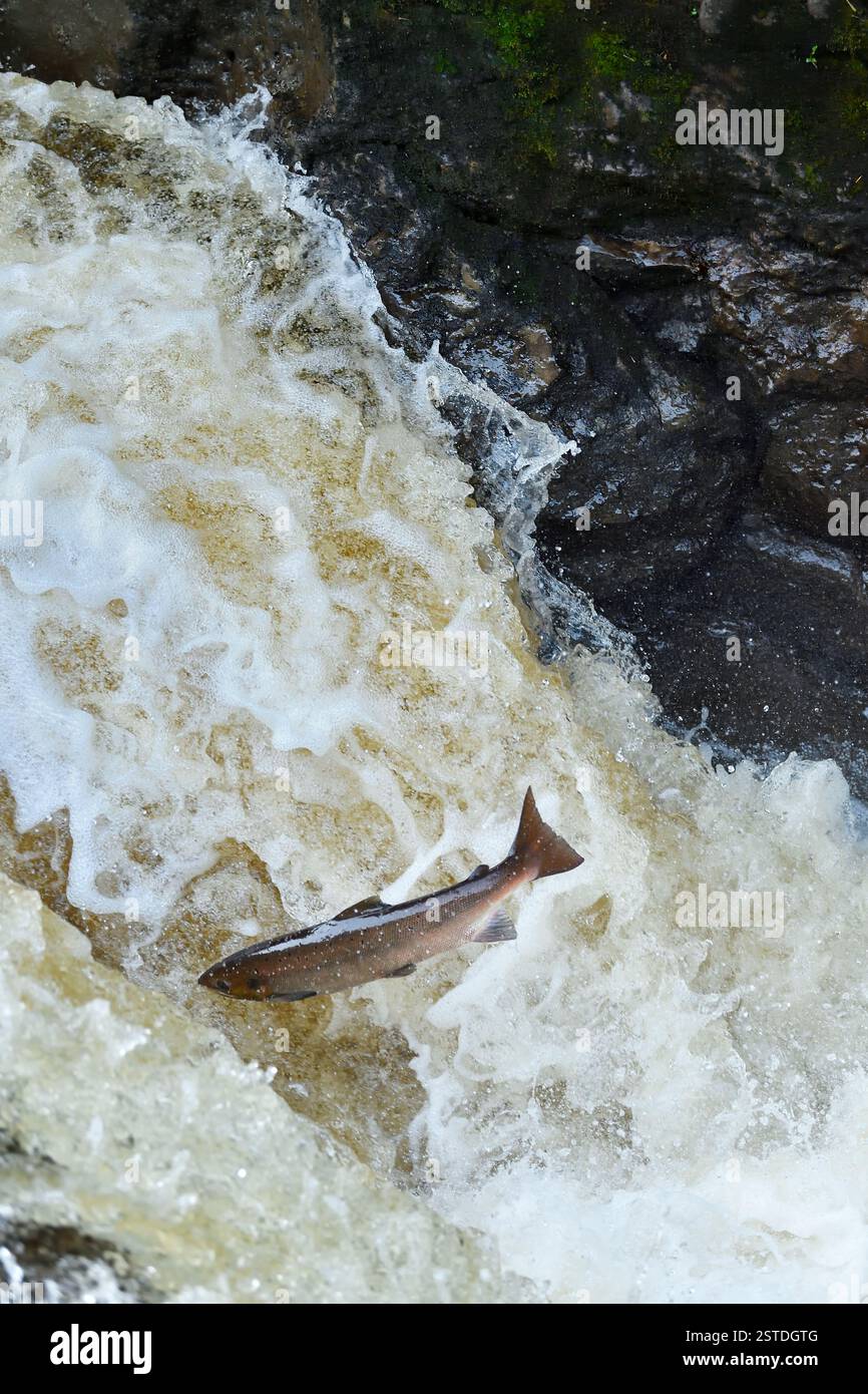 Atlantic Salmon (Salmo salar) acending waterfall to reach spawning beds ...
