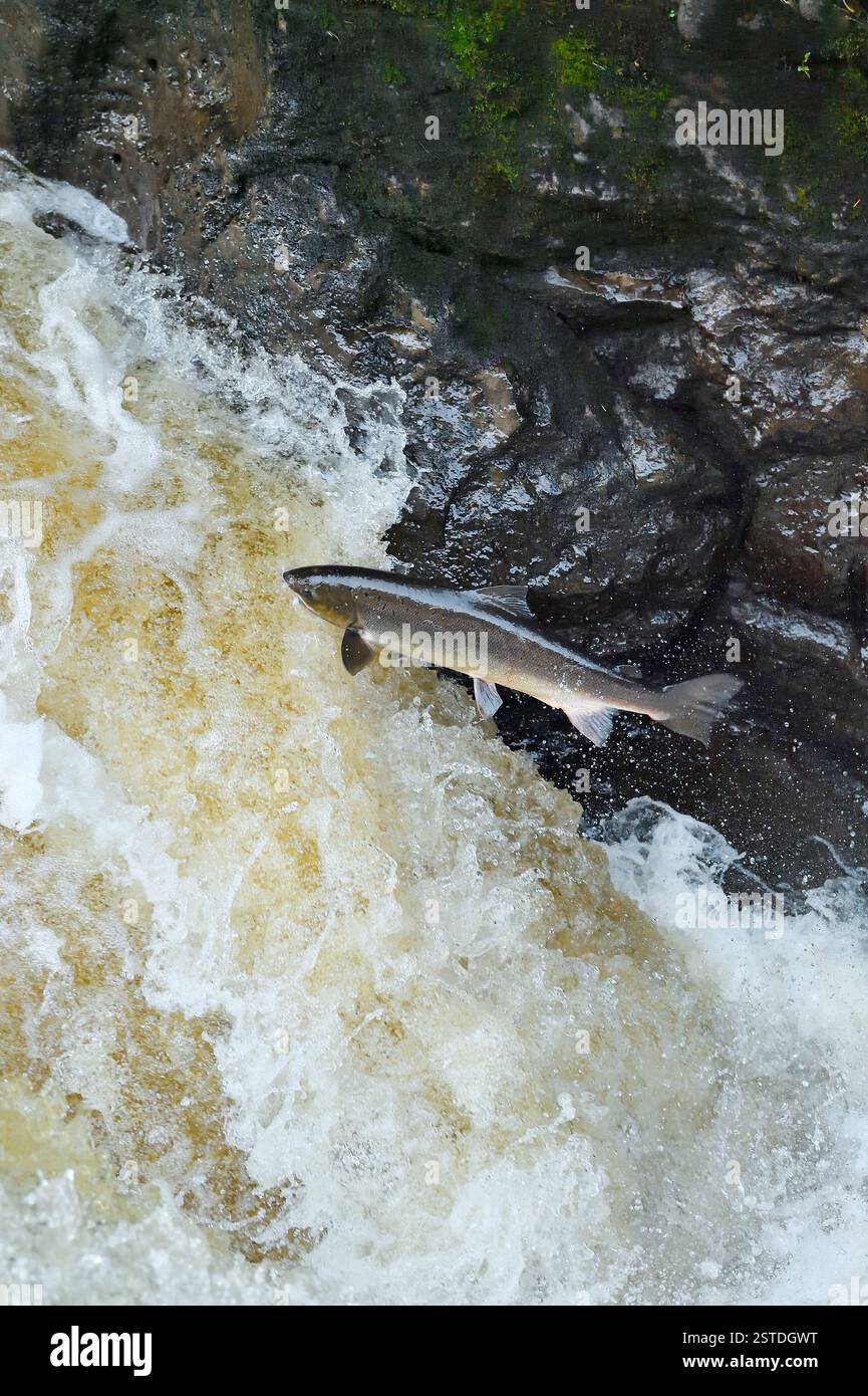 Atlantic Salmon (Salmo salar) acending waterfall to reach spawning beds ...