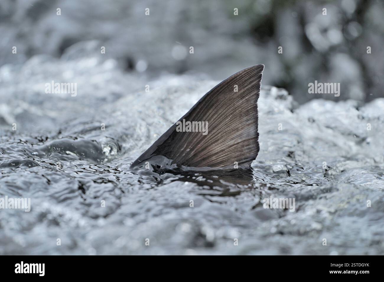 Atlantic Salmon (Salmo salar) tail fin of female / hen fish exposed as ...
