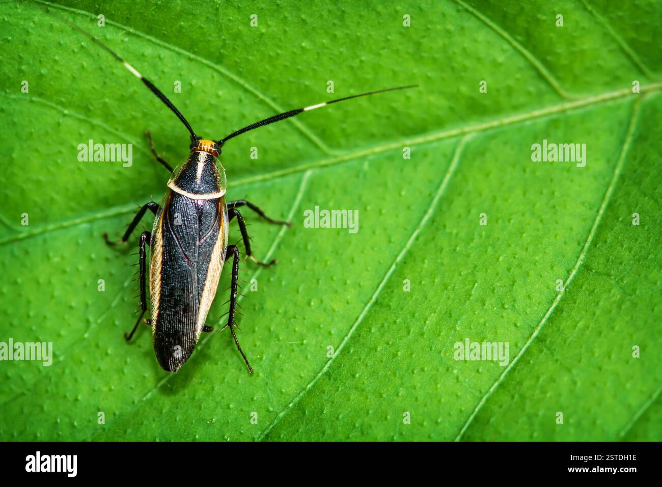 Wild tropical cockroach on a leaf plant close-up Stock Photo - Alamy