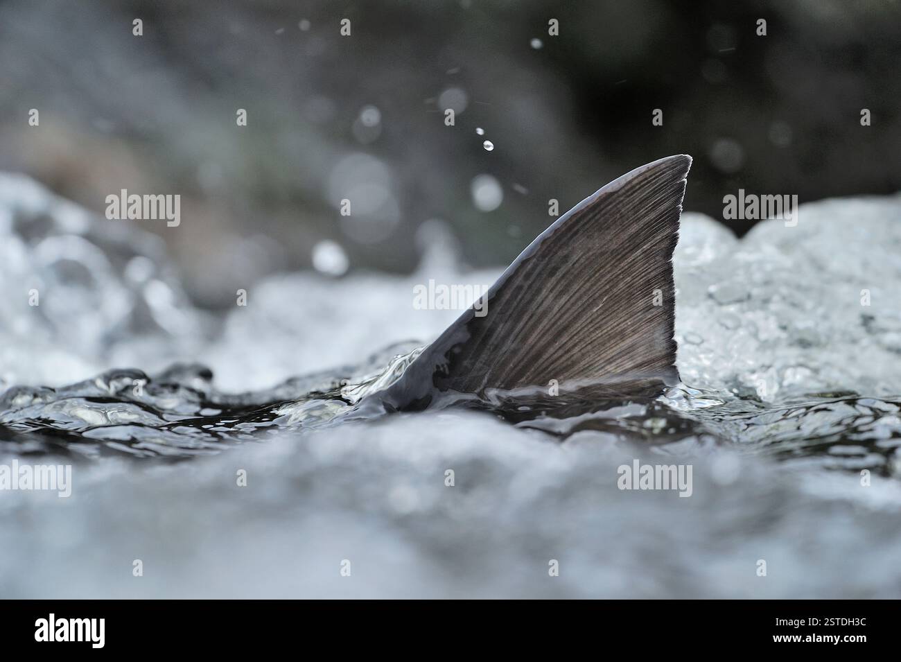 Atlantic Salmon (Salmo salar) tail fin of female / hen fish exposed as ...