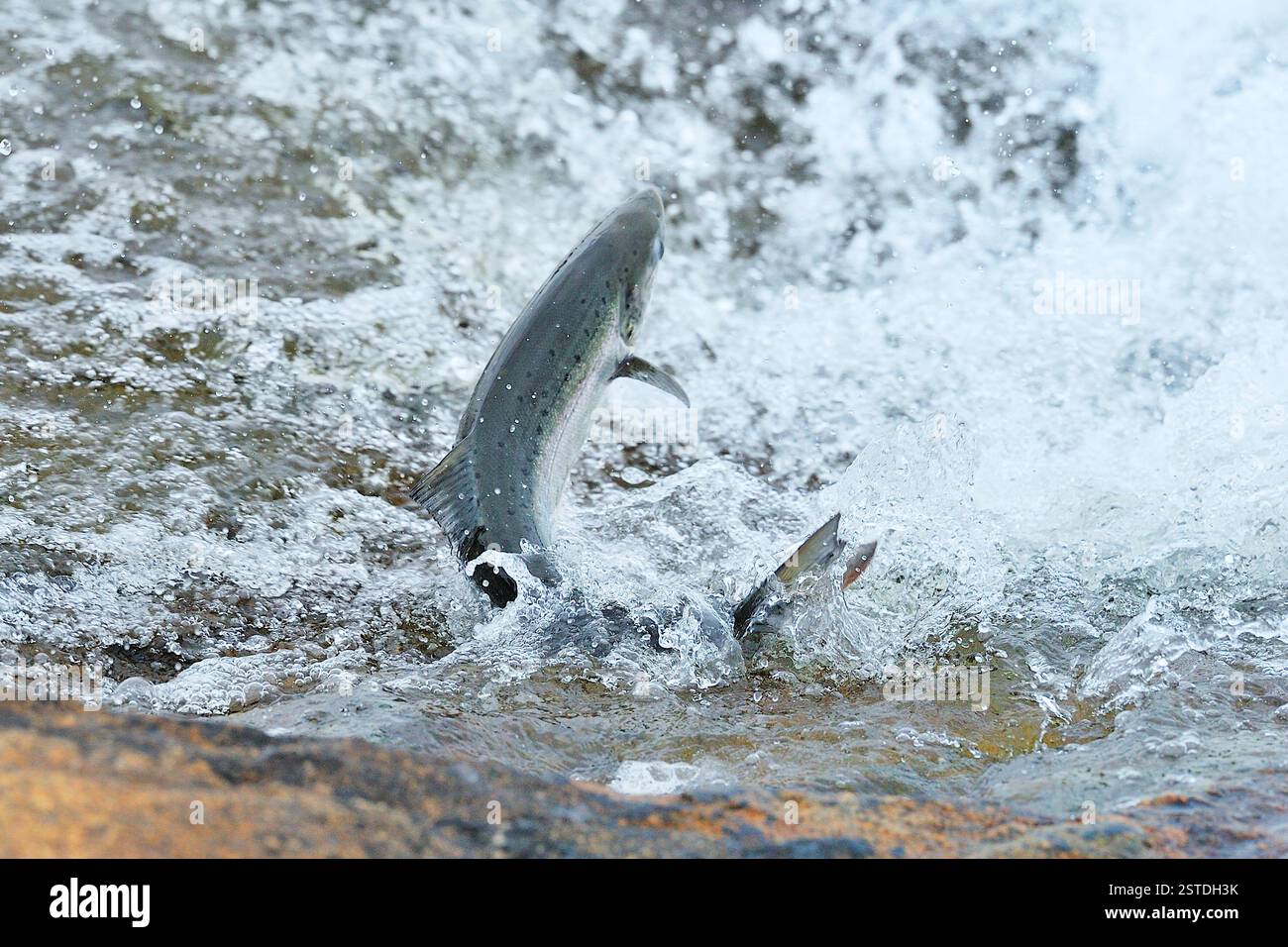Atlantic Salmon (Salmo salar) thrown back by water current as it swims ...