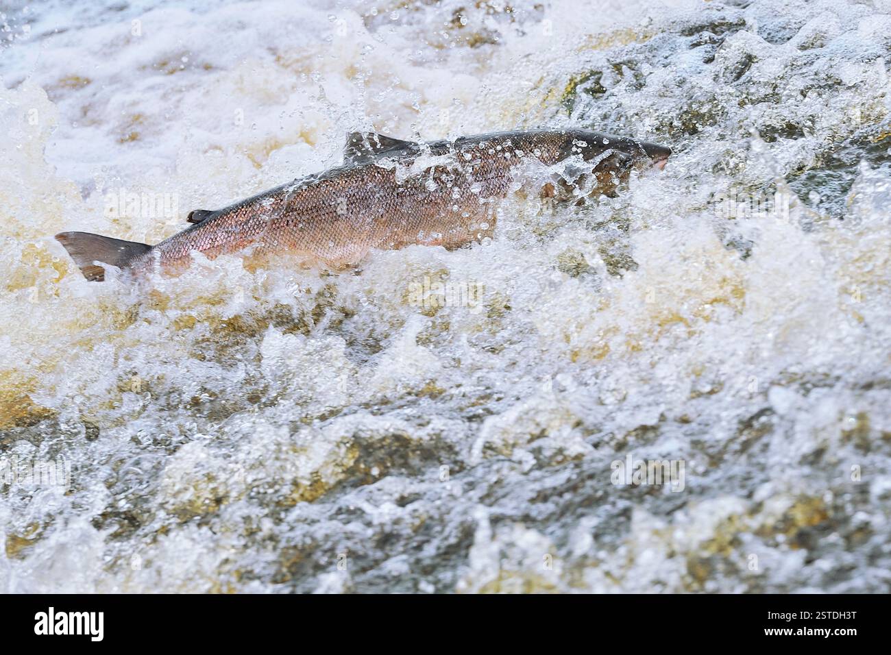 Atlantic Salmon (Salmo salar) swimming upstream over manmade river weir ...