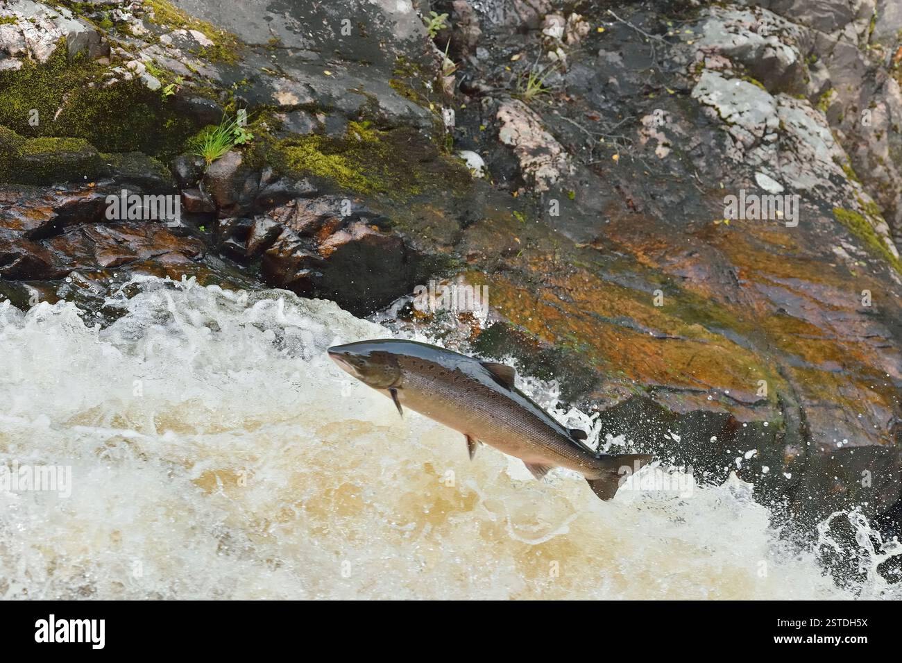 Atlantic Salmon (Salmo salar) leaping up waterfall on spawning river in ...