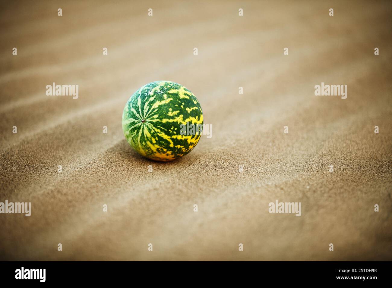 Desert melon (Citrullus colocynthis) on sand Stock Photo - Alamy