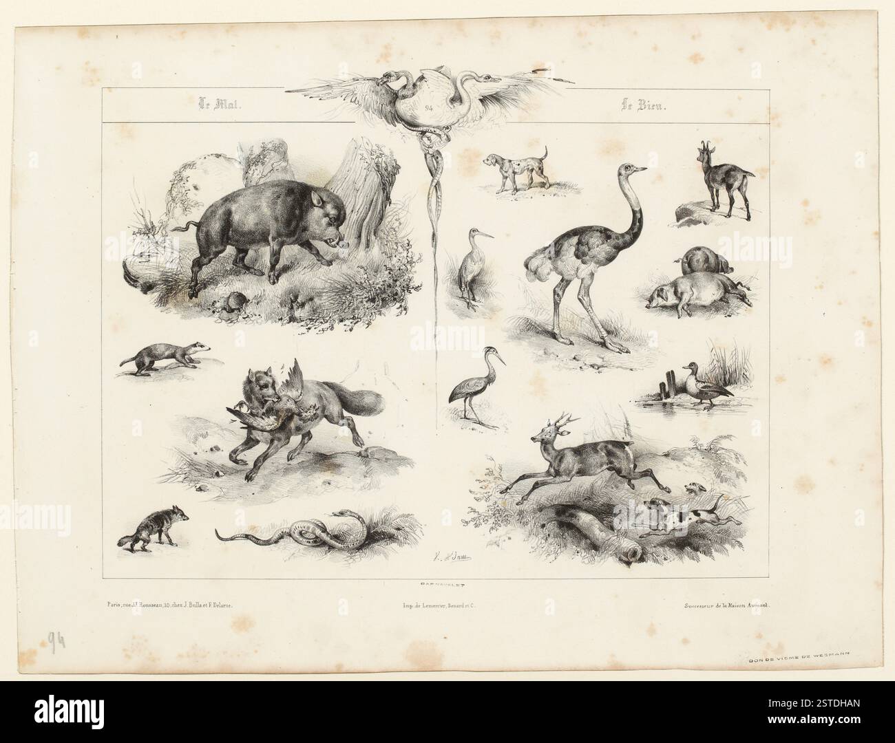 A vulture and a swan hi-res stock photography and images - Alamy