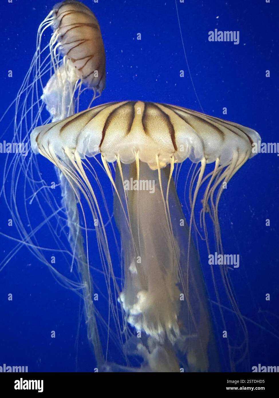 Sea nettles at the Georgia Aquarium Stock Photo - Alamy