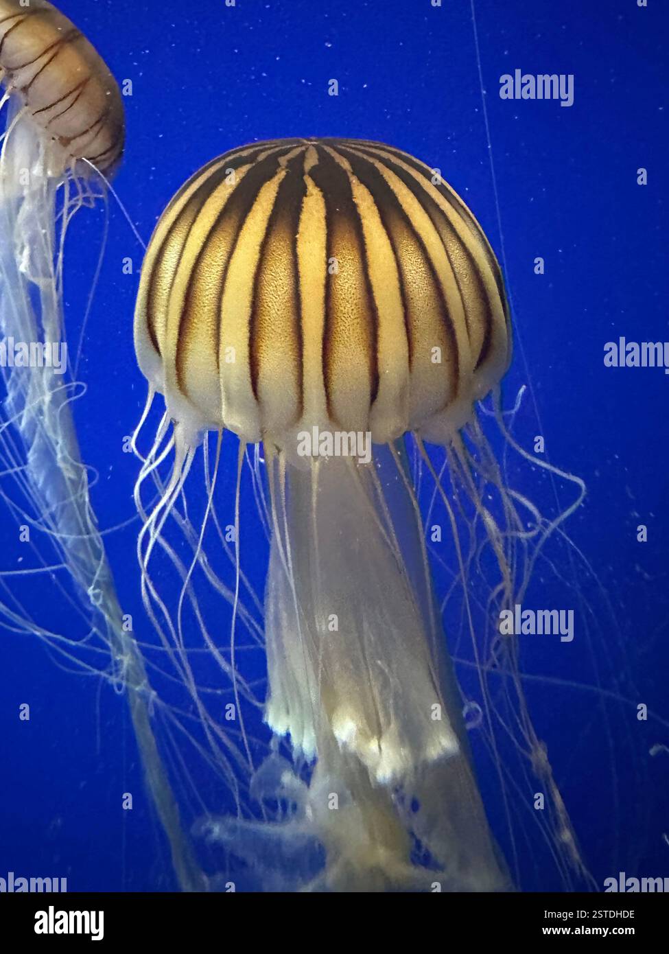Sea nettles at the Georgia Aquarium Stock Photo - Alamy