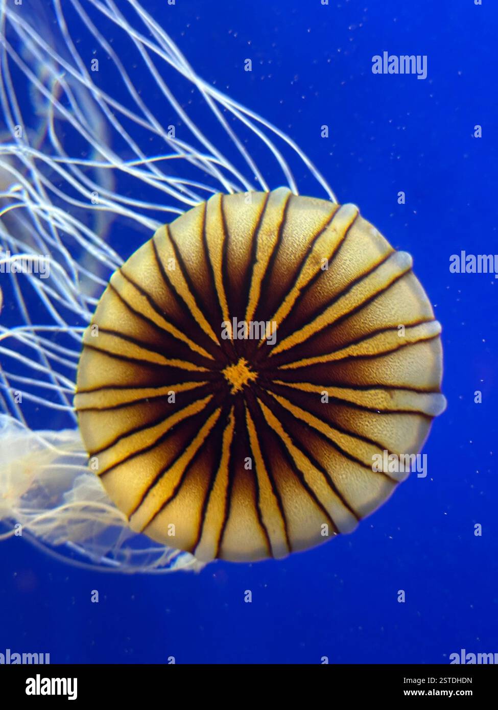 Golden brown sea nettle hi-res stock photography and images - Alamy
