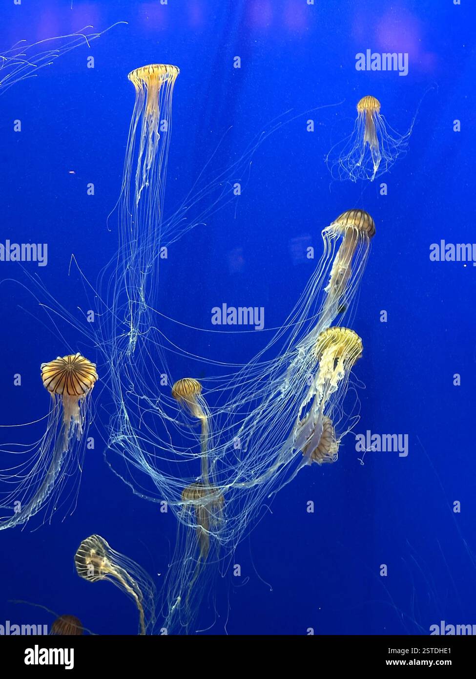 Close up stinging jellyfish hi-res stock photography and images - Alamy