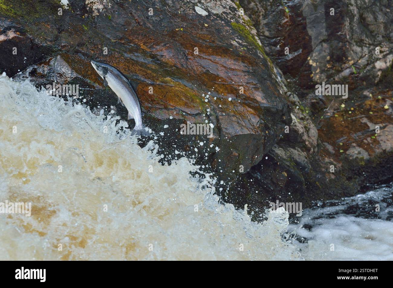 Atlantic Salmon (Salmo salar) leaping waterfall to make it's way ...